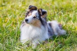 Image result for Mini Sheltie