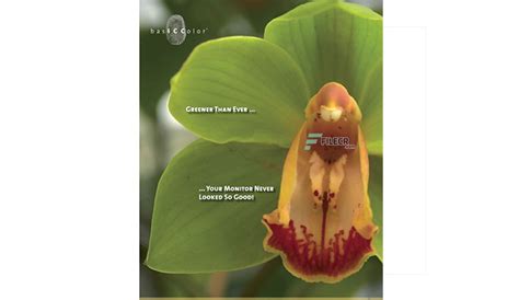 Image result for Basic Color Display 6