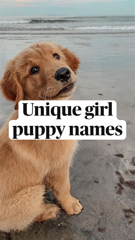33 Cute names for dogs ideas | cute names for dogs, dog names, cute names