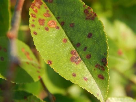 Image result for Cherry Tree Rust