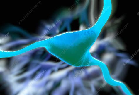 Image result for Cell Cortex