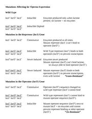 Mutations Affecting lac Operon Expression - Mutations Affecting lac ...