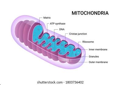 Image result for Basic Structure of ATP