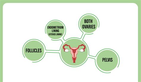 Image result for Follicular Study Scan