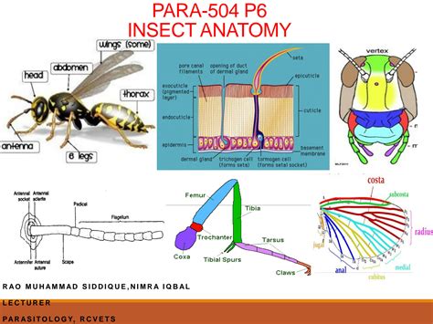 SOLUTION: Anatomy of insects - Studypool