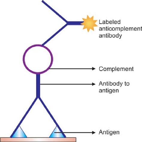 Image result for Complement Fixation Animation