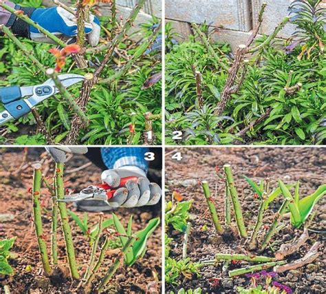 Image result for Pruning Shrub Roses in Spring