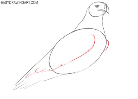 Image result for Hawk Drawing Colors