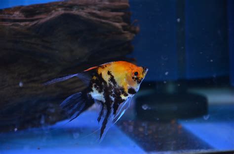 Image result for Discus vs Angelfish