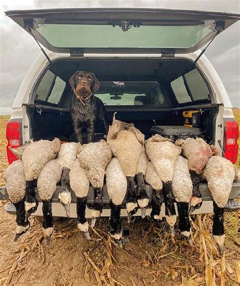 Image result for Goose Hunting Setups