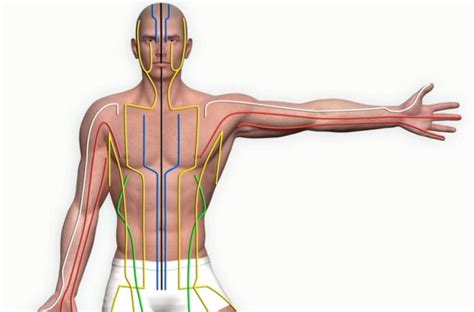 Image result for Bladder Channel TCM