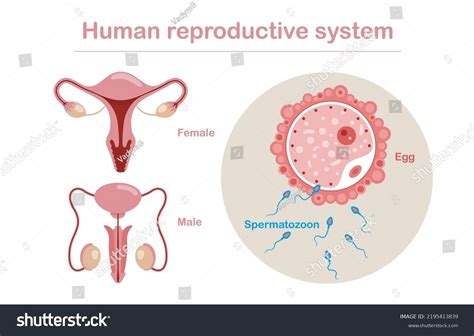 Image result for Human Anatomy Reproductive System