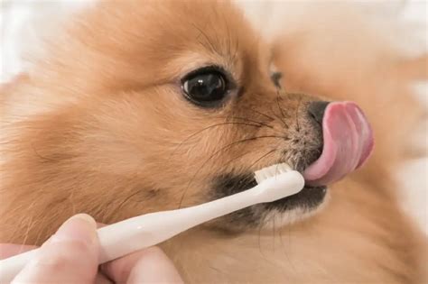 Image result for Toothpaste Flavors