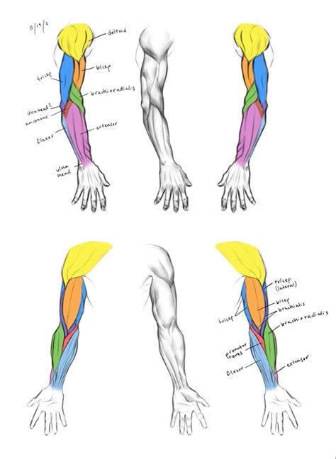 Image result for Arm Drawing Tutorial