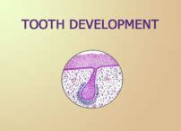 Image result for Tooth Development Video