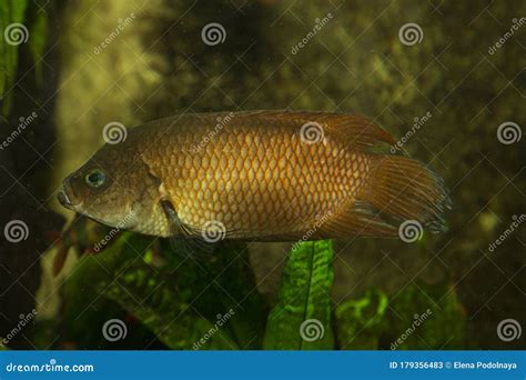 Image result for Ceylonese Python