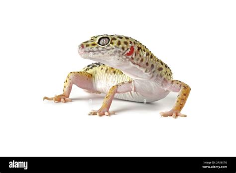Image result for Leopard Gecko Lizard