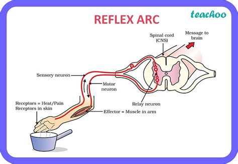 Image result for Reflex Animation