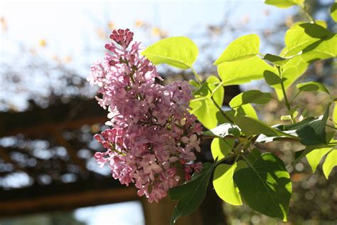 Image result for Springing Spring