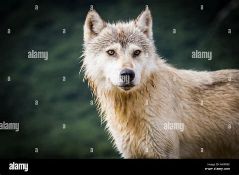 Image result for Grey Wolves Alaska