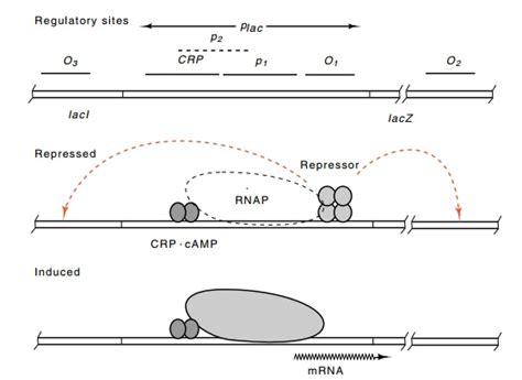 Repression and the lac Operon