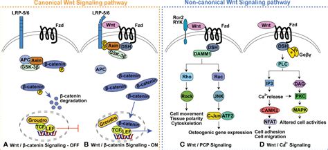 Image result for Bone Formation Signaling Pathway