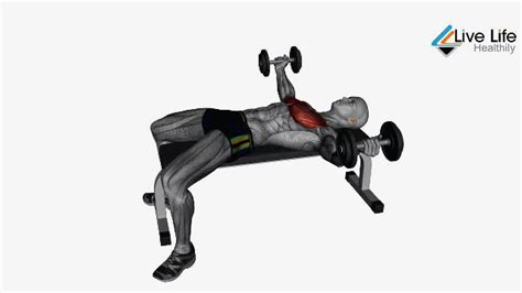 Image result for Bench Chest Fly