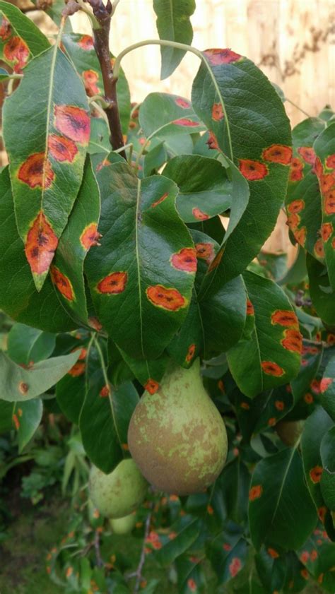Image result for Pear Rust Basidium