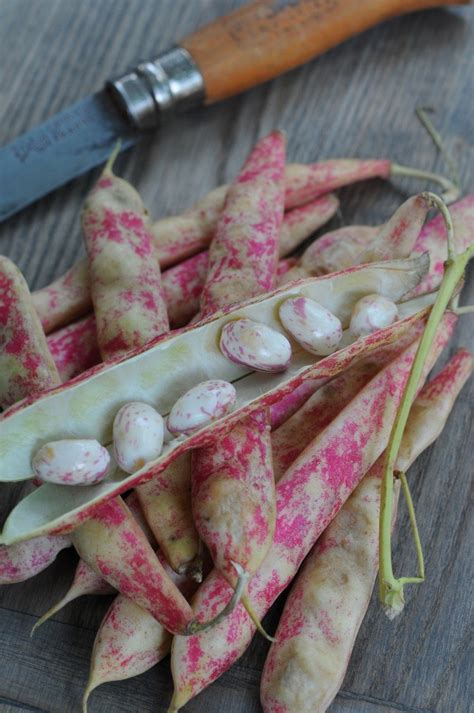 Image result for October Beans