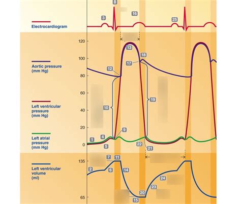 Image result for Cardiac Cycle Graph