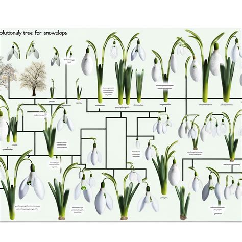 Image result for Snowdrop Varieties