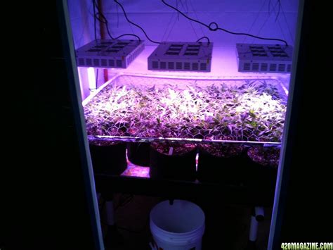 Image result for LED Scrog