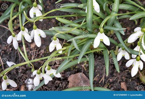 Image result for Snowdrop Early Spring Flowers