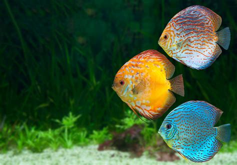 Image result for Discus Fish School