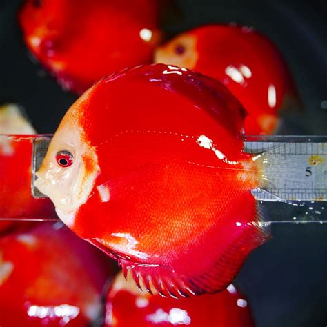 Image result for Red Melon Discus