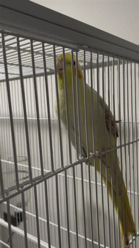 Image result for Cockatiel Behavior