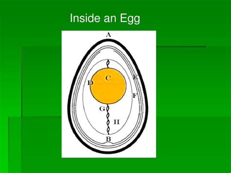 Image result for Egg How2basic