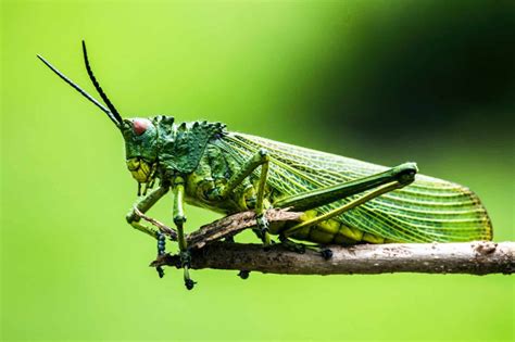Image result for All Types of Insects
