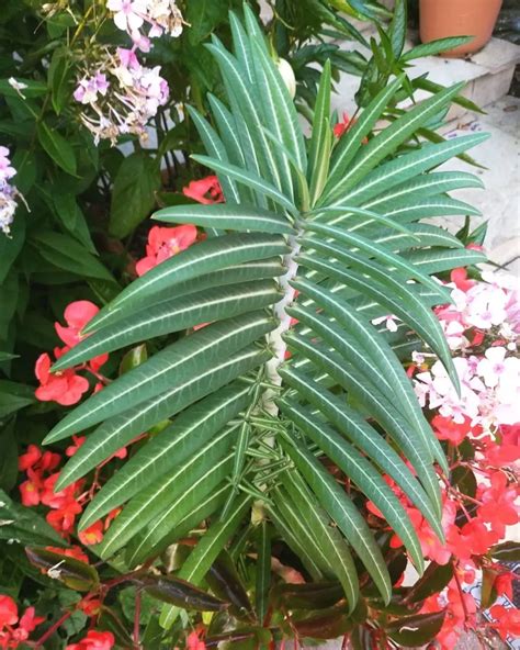 Image result for Garden Gopher