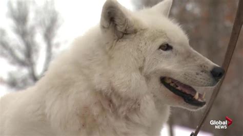 Image result for Wolves Calgary Zoo