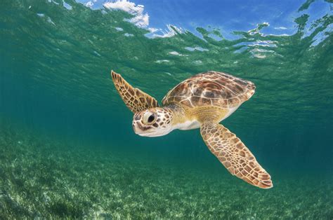 Image result for Sea Turtle Reproduction