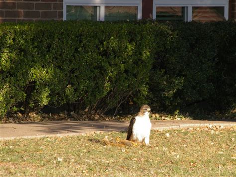 Image result for Red Tail Hawk Caatching Squirrel