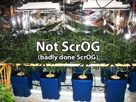 Image result for LED Scrog