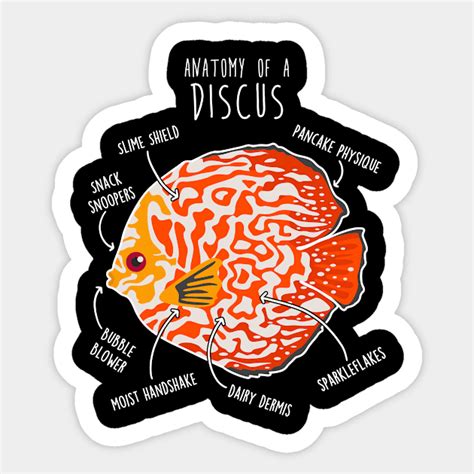 Image result for Discus Fish Anatomy