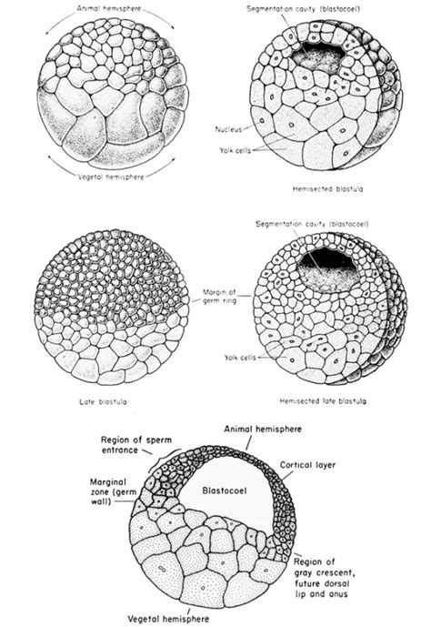 Image result for Blastula Development