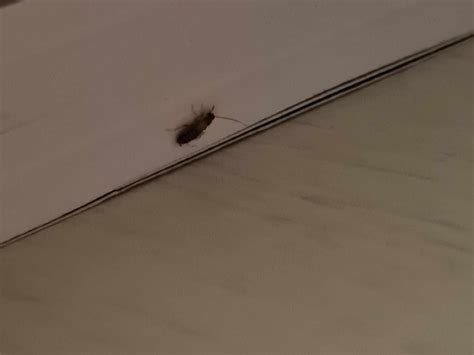 Image result for Little Cockroach