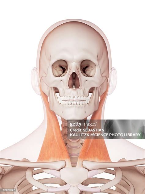 Image result for Human Body Neck Muscles