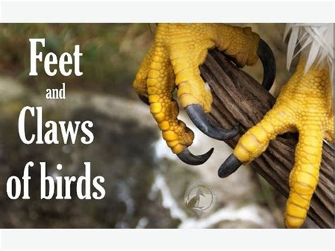 Feet Adaptations Of Birds - Bird Alliance
