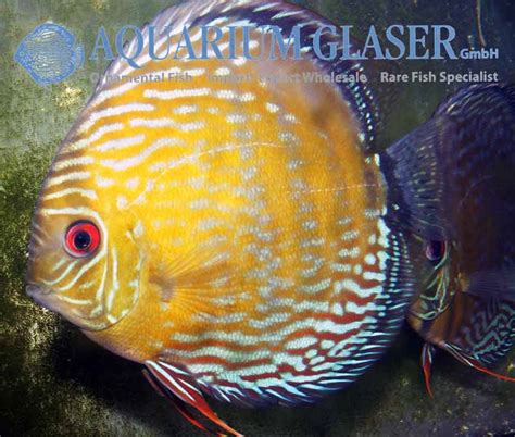 Image result for Royal Blue Discus Fish