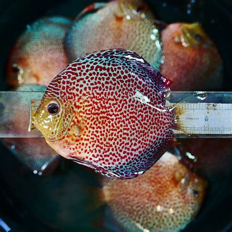 Image result for Peppered Discus